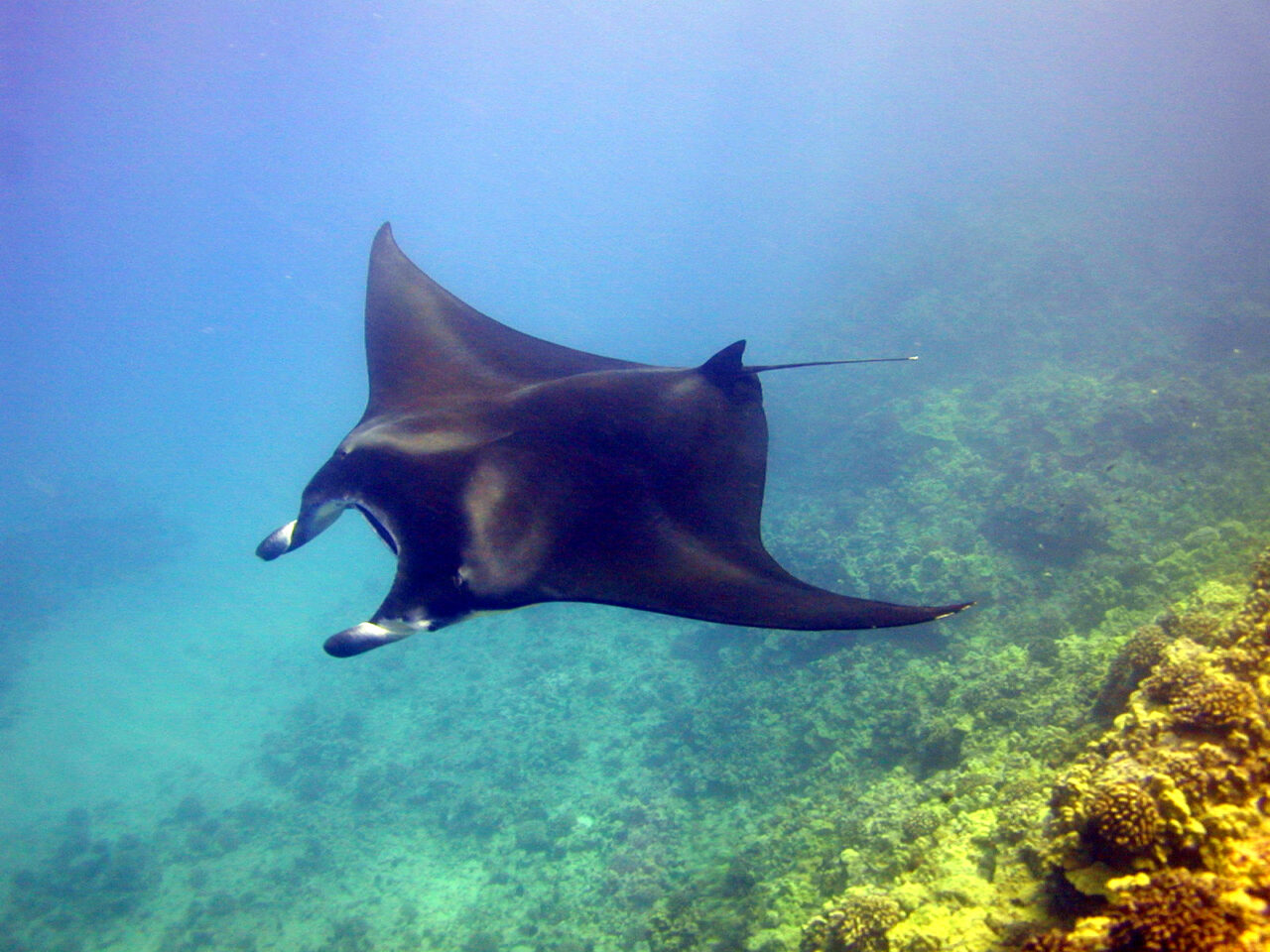 Manta Ray Night Snorkel Kona, Hawaii - Swim with Manta Rays