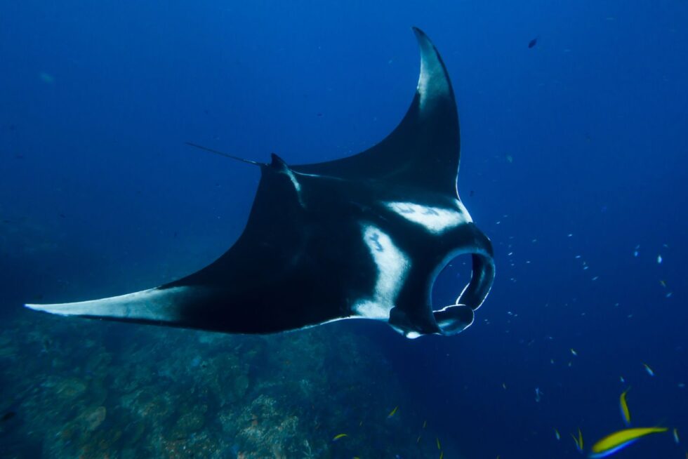 The 3 Main Differences between the Giant Manta Ray and the Reef Manta ...