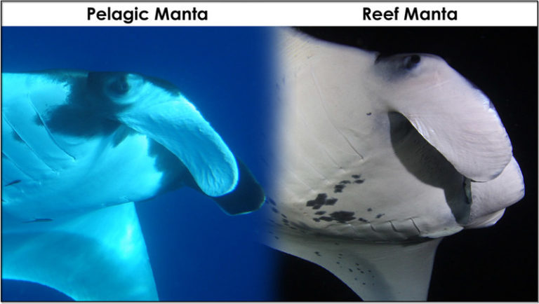 All About the Mysterious Giant Manta Ray - Manta Ray Advocates Hawaii
