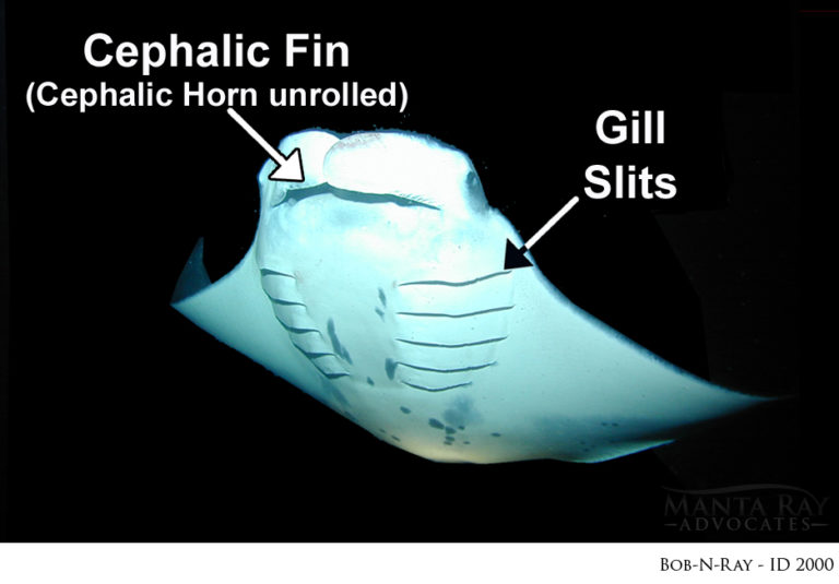 Why Manta Rays Can’t Stop Swimming - Manta Ray Advocates Hawaii
