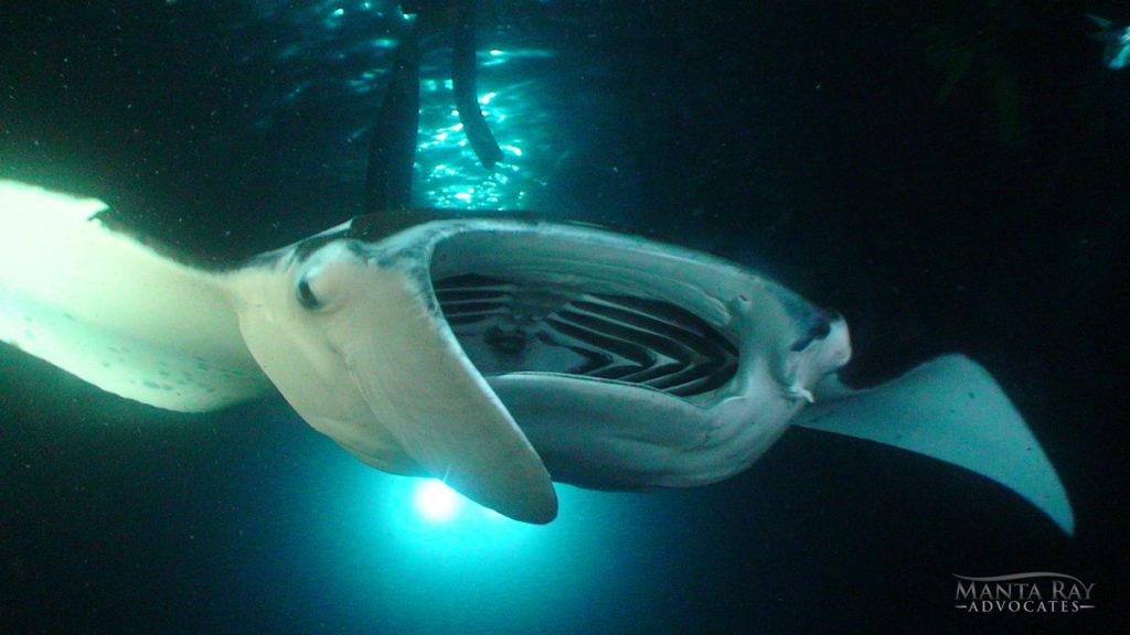 Ocean Plastic Pollution and Its Deadly Effect on Manta Rays - Manta Ray ...