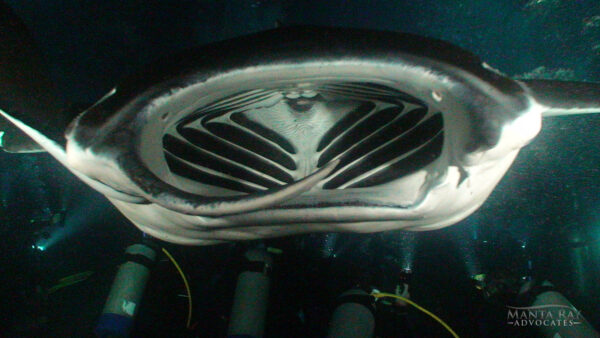 Do Manta Rays Smile? And What's the Deal with Giggling Sting Rays ...