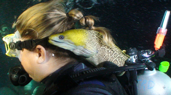 Frank, the cherished moray eel - Manta Ray Advocates Hawaii