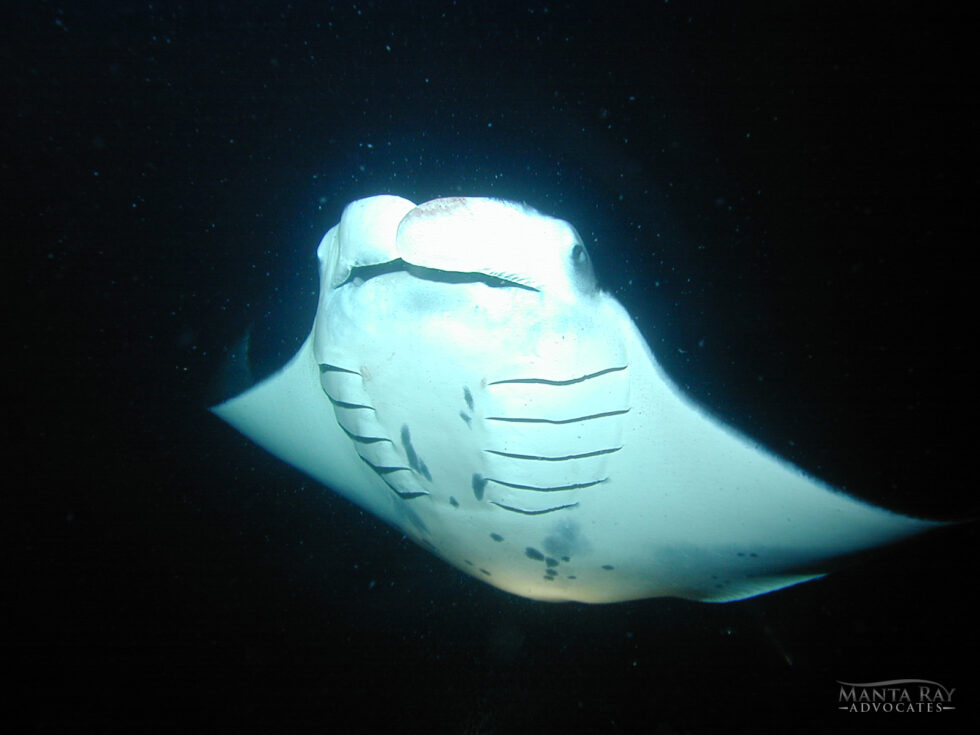 How Can You Tell Individual Manta Rays Apart?