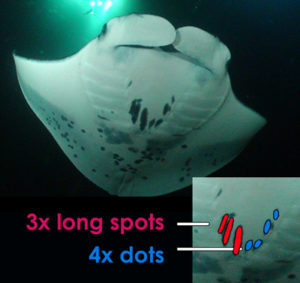 Capt. Mike aka Mike - Manta Ray Advocates Hawaii