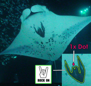 Eli Ray - Manta Ray Advocates Hawaii