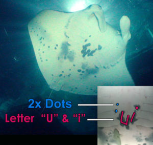 Jana Ray - Manta Ray Advocates Hawaii