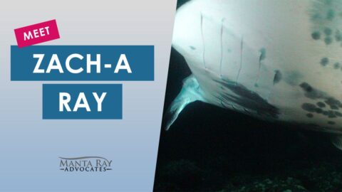 Zach-a-Ray - Manta Ray Advocates Hawaii