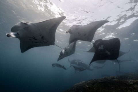 How do manta rays give birth? - Manta Ray Advocates Hawaii