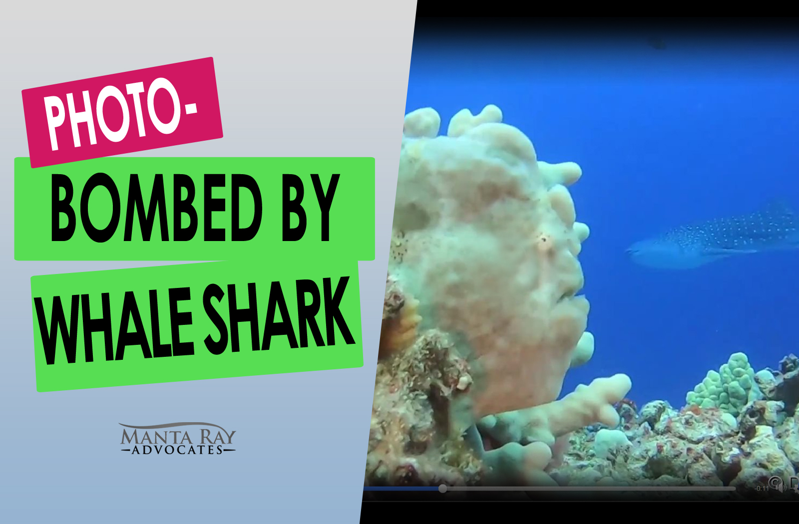 Shark Underwater Photobomb - Manta Ray Advocates Hawaii