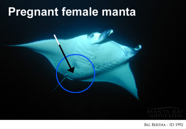 Policies Protecting Manta Rays Worldwide (2020 update) - Manta Ray ...