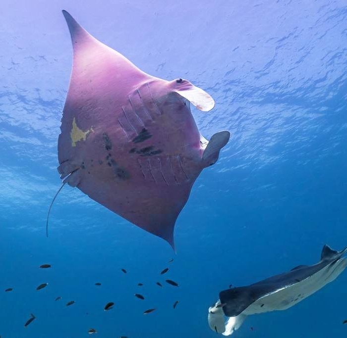 Manta Ray Advocates Hawaii - Discover the Beauty of Manta Rays