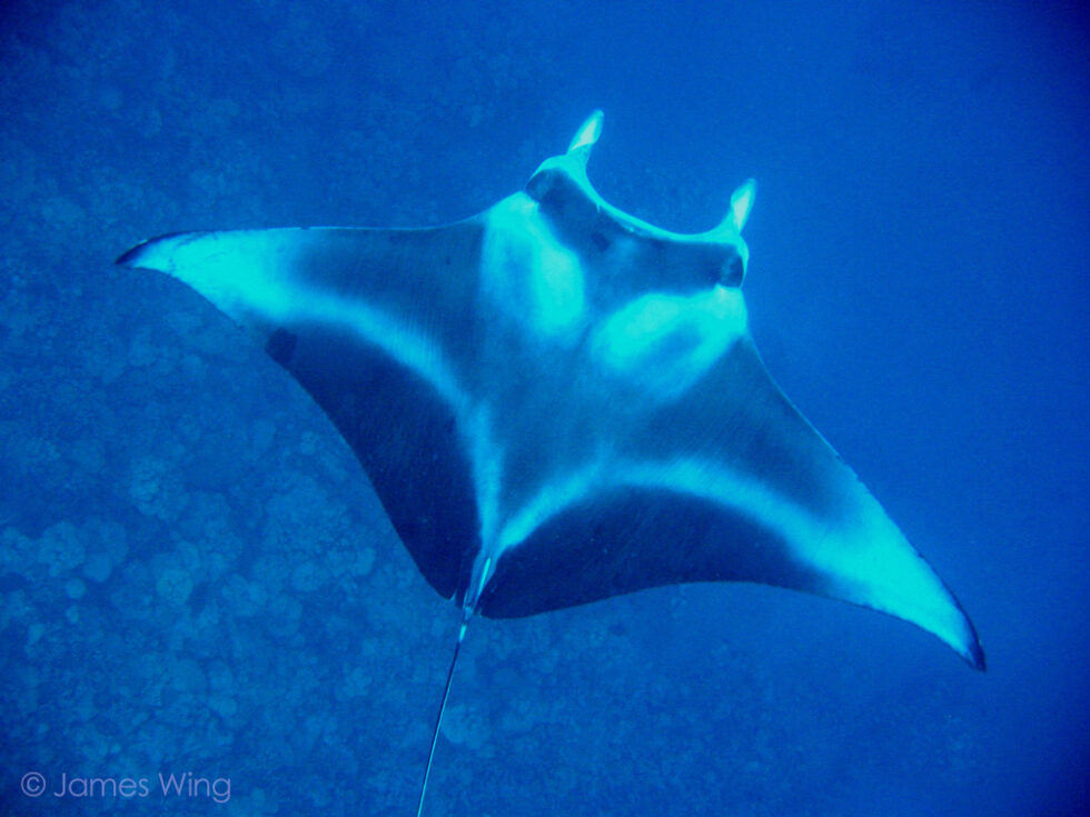 Manta Ray Night Snorkel Kona, Hawaii - Swim with Manta Rays