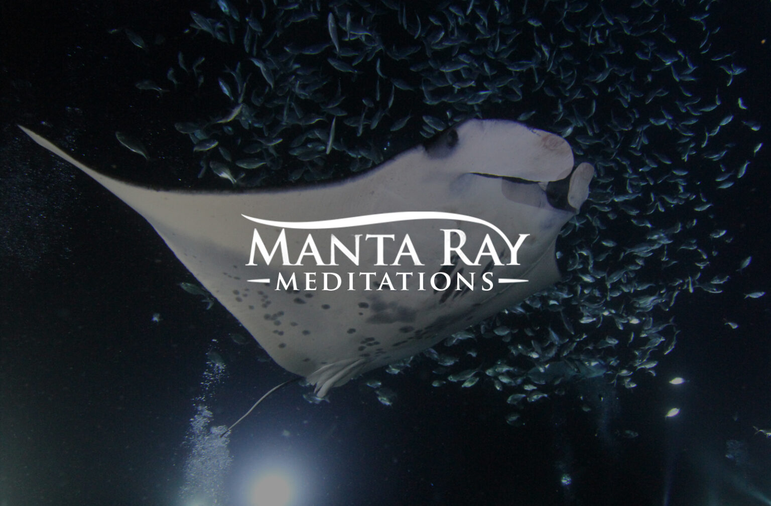 Discover the Beauty of Manta Rays - Manta Ray Advocates Hawaii