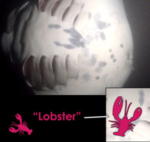 Gavin Ray - Manta Ray Advocates Hawaii