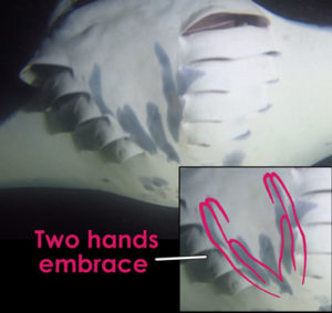 Otho Dee Ray - Manta Ray Advocates Hawaii