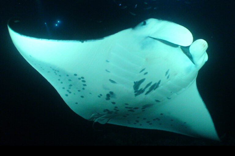 Why Manta Rays Can’t Stop Swimming - Manta Ray Advocates Hawaii