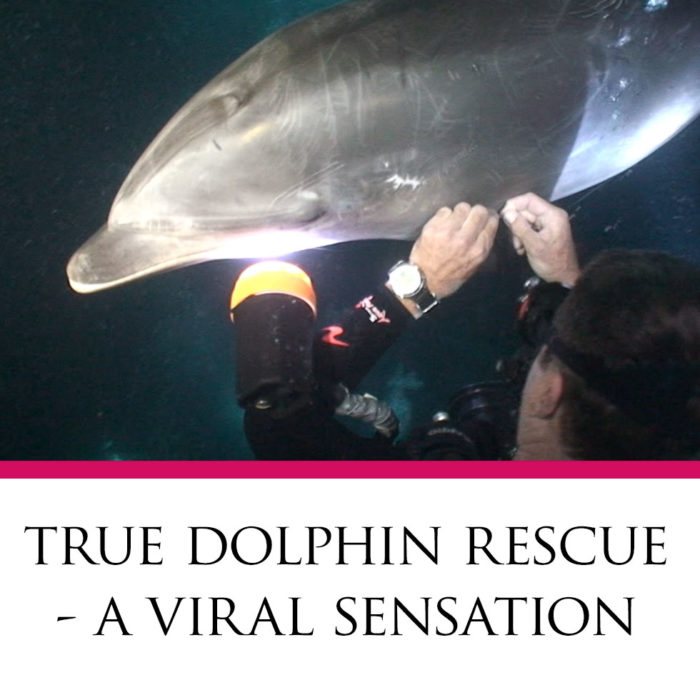 Dolphin Rescue Featured in National Geographic Kids - Manta Ray ...