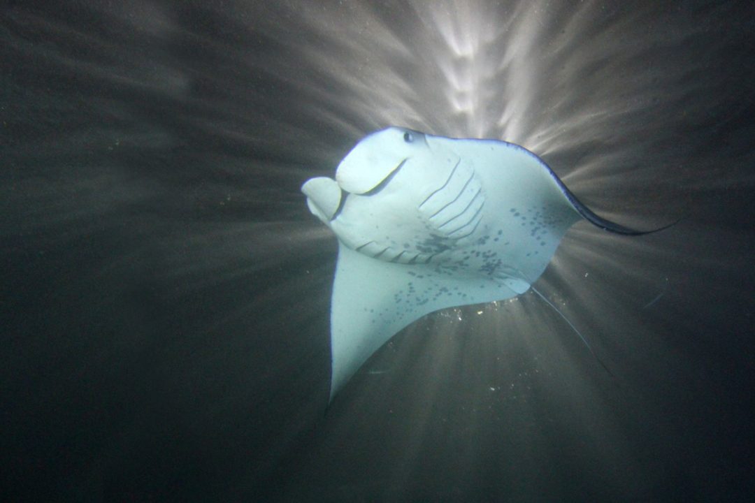 Manta Ray Night Snorkel Kona, Hawaii - Swim with Manta Rays