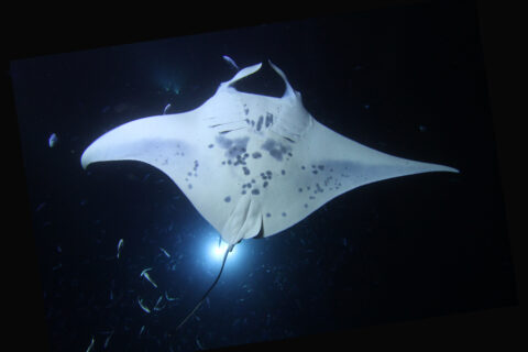 Are Manta Rays Dangerous? - Manta Ray Advocates Hawaii