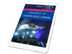 A Guide to the Different Types of Rays in Hawaii - Manta Ray Advocates ...