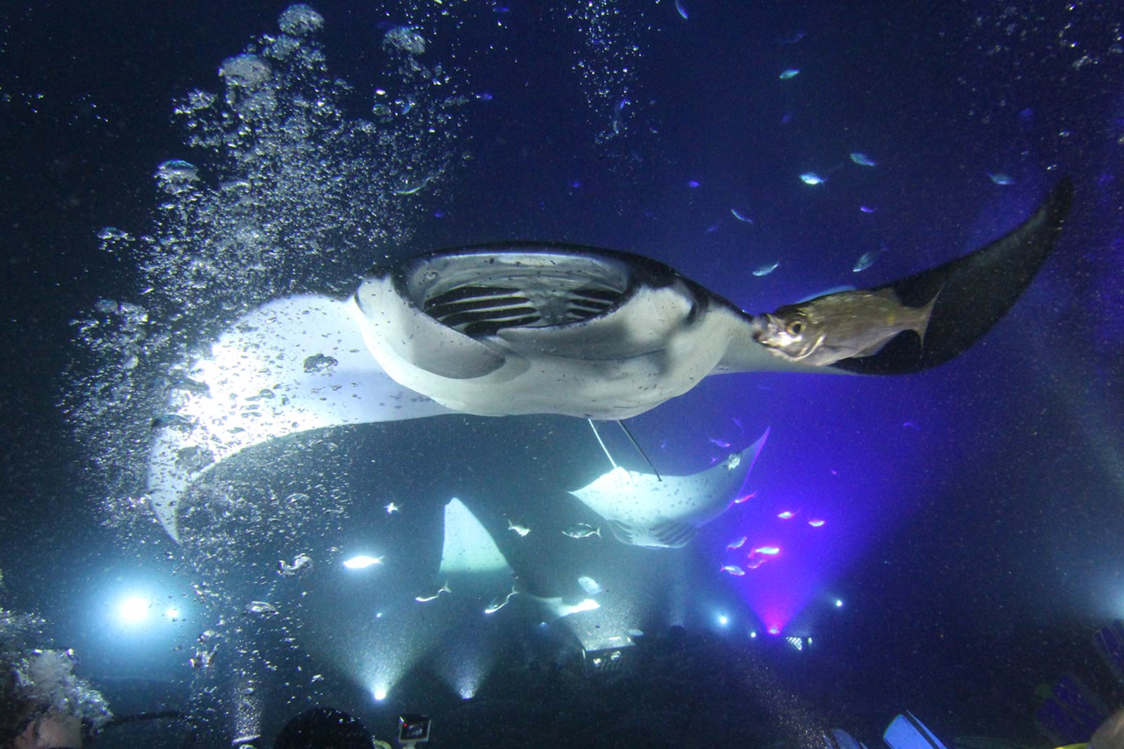 Manta Rays go Heavy Metal: the Making Of a Music Video - Manta Ray ...