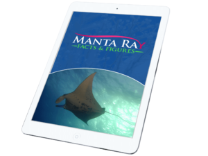 Decoding The Life Cycle of Manta Rays - and Our Role in Their Survival ...