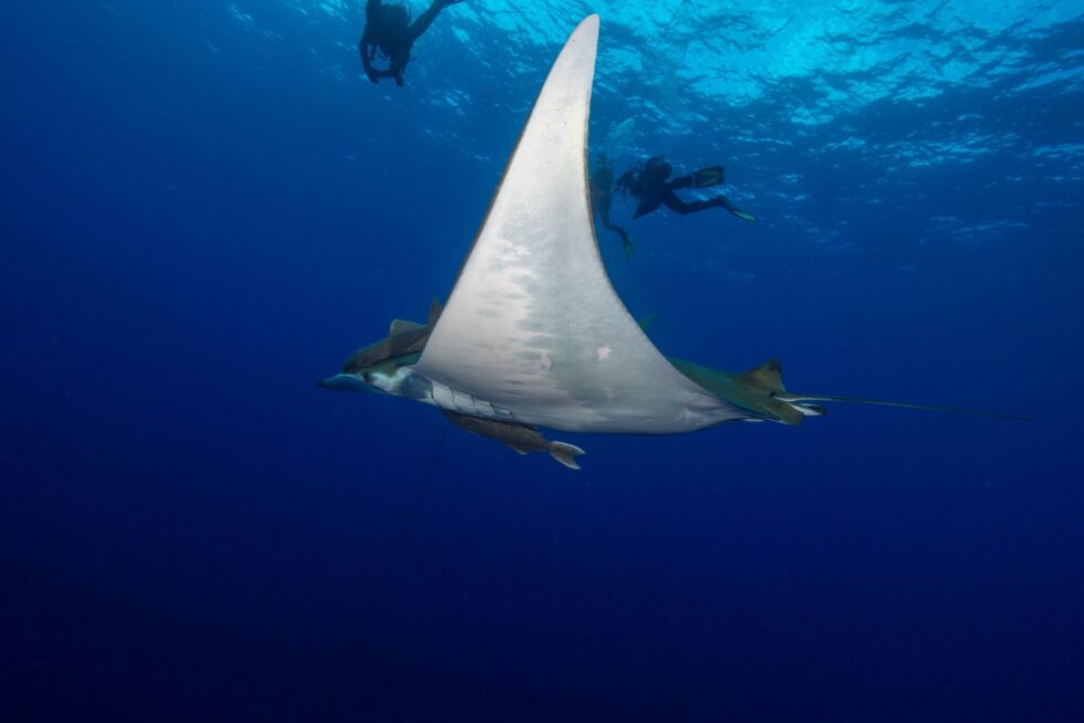 Guidelines for Interacting with Manta Rays - Manta Ray Advocates Hawaii