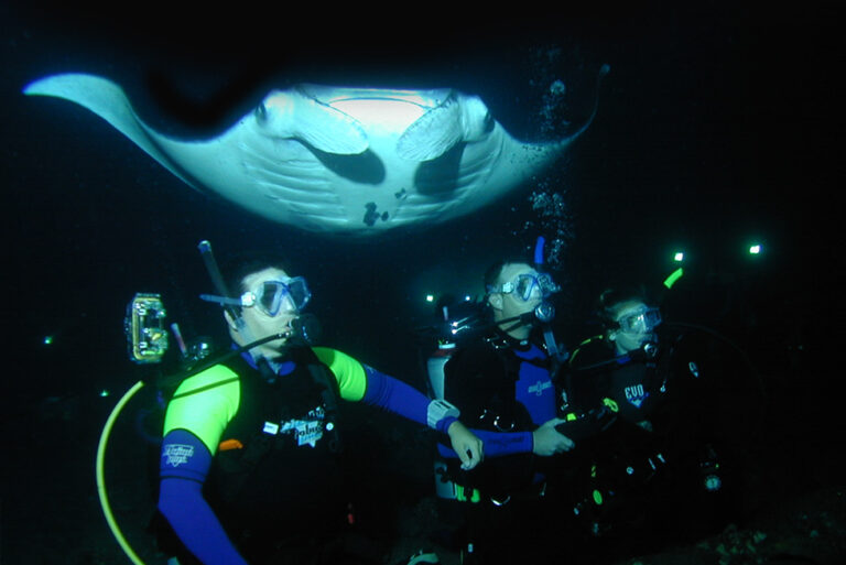 Everything you Ever Wanted to Know about Manta Rays - Manta Ray ...