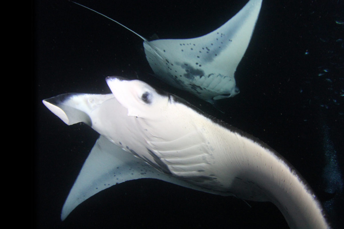 Everything you Ever Wanted to Know about Manta Rays - Manta Ray ...