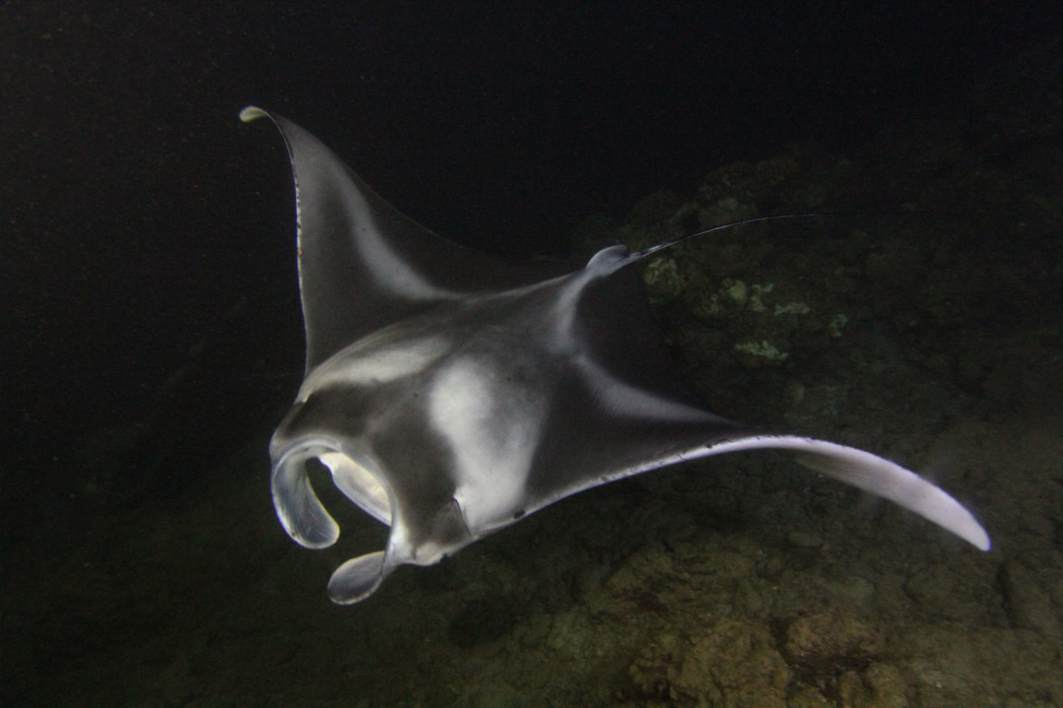 Everything you Ever Wanted to Know about Manta Rays - Manta Ray ...