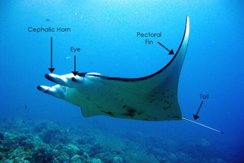 Everything you ever wanted to know about manta rays - Manta Ray ...
