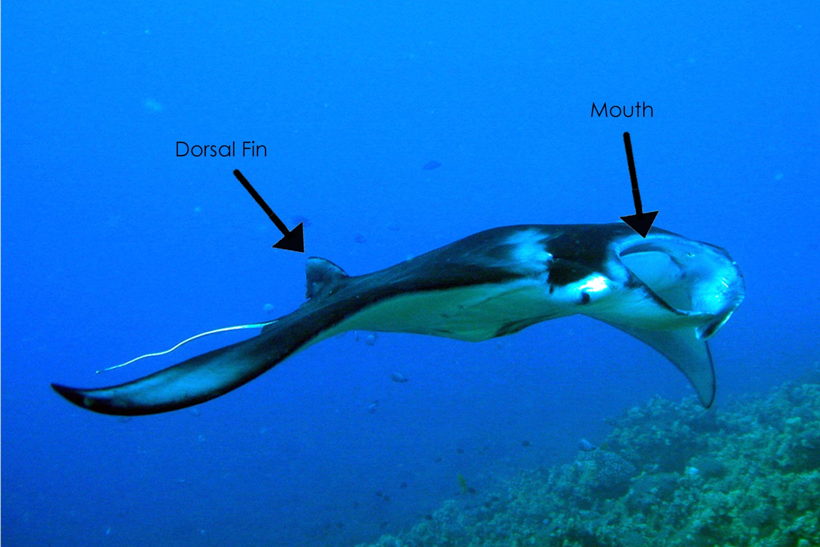 Manta Ray Anatomy