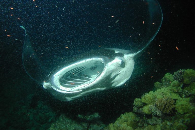 Everything you ever wanted to know about manta rays - Manta Ray ...