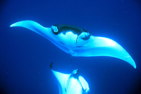 All About the Mysterious Giant Manta Ray - Manta Ray Advocates Hawaii