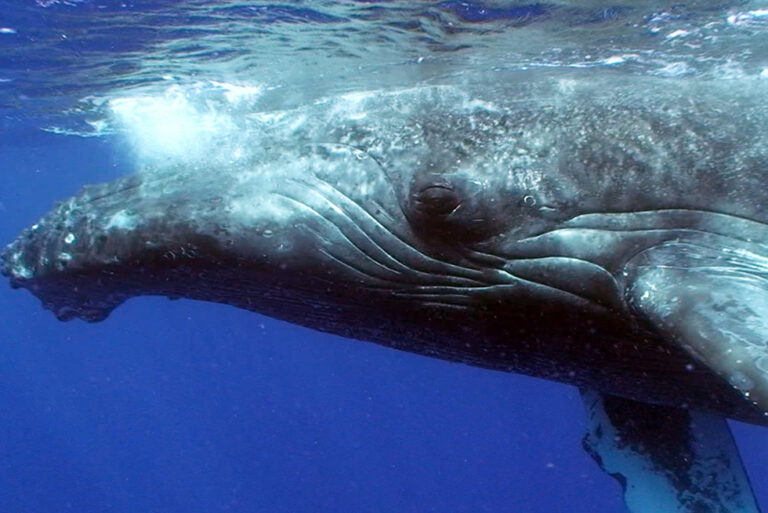 10 Best Documentary Films about Marine Life & Ocean Conservation ...