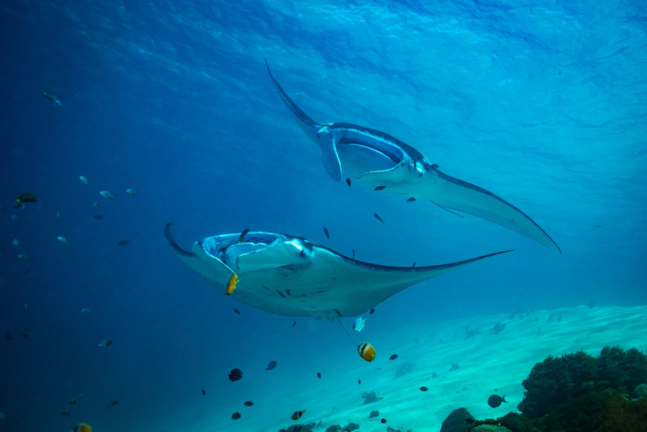 Manta Ray Night Snorkel Kona, Hawaii - Swim with Manta Rays