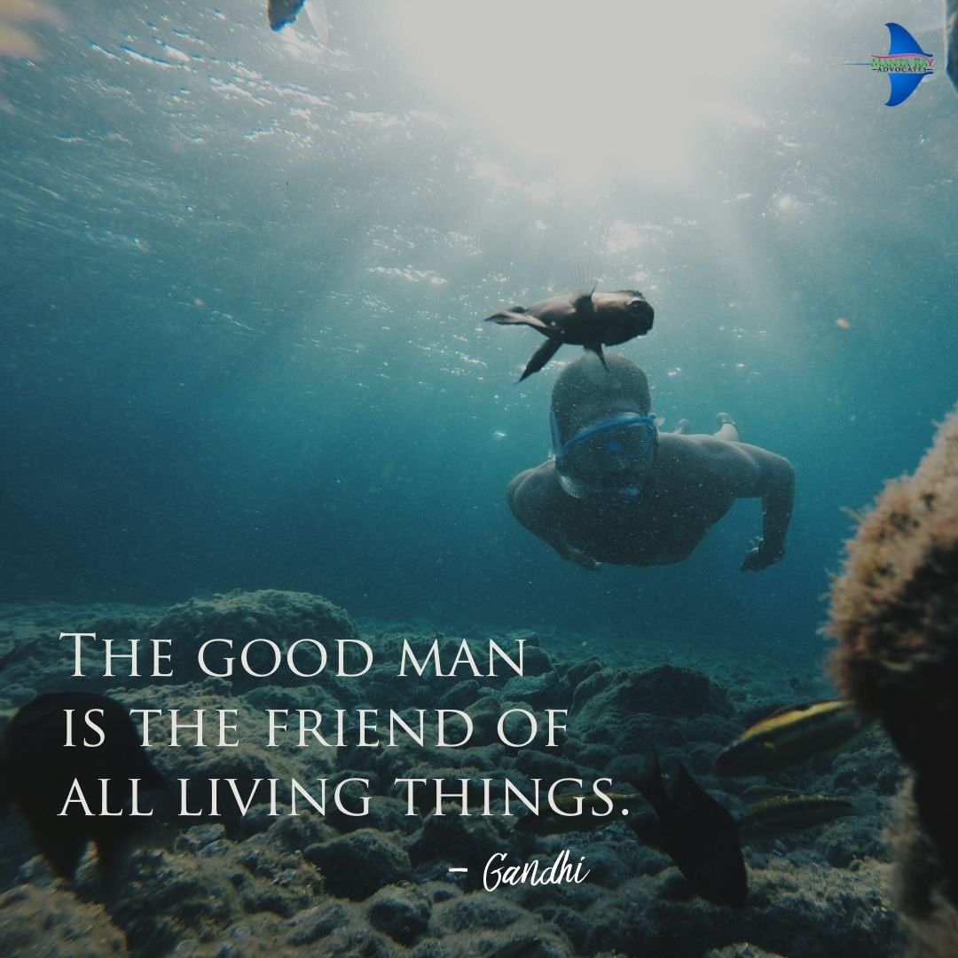 20 Quotes about Saving the Oceans - Manta Ray Advocates Hawaii