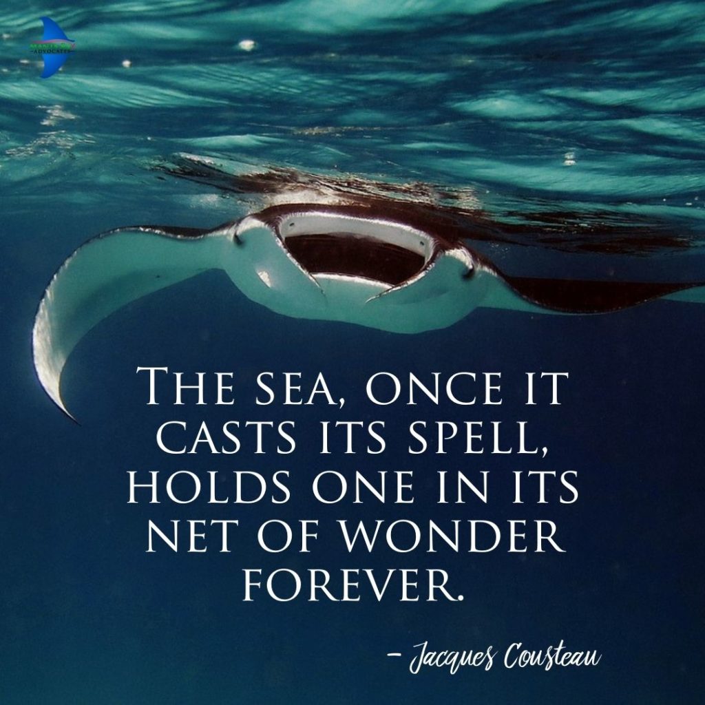 20 Quotes about Saving the Oceans - Manta Ray Advocates Hawaii