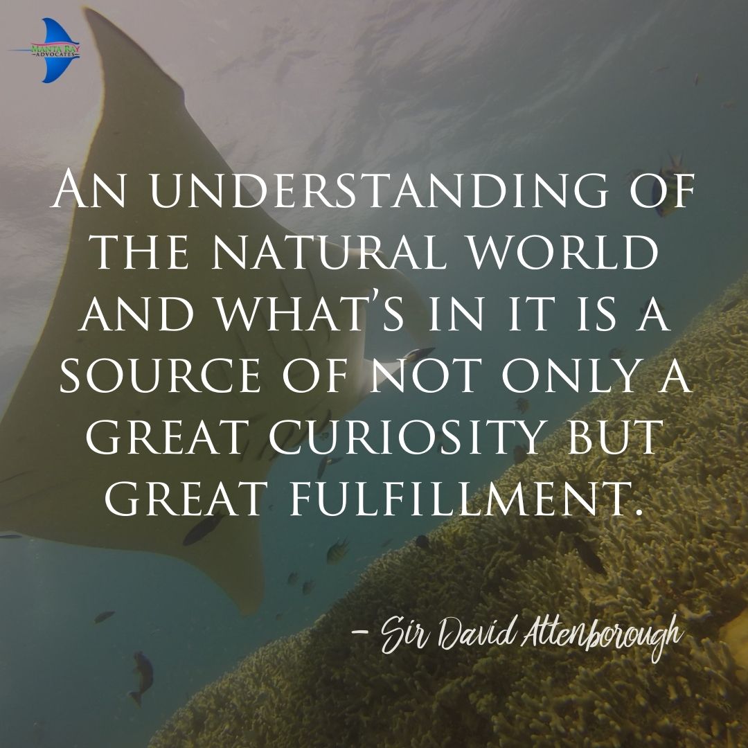20 Quotes about Saving the Oceans - Manta Ray Advocates Hawaii