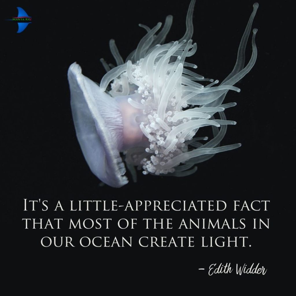 20 Quotes about Saving the Oceans - Manta Ray Advocates Hawaii