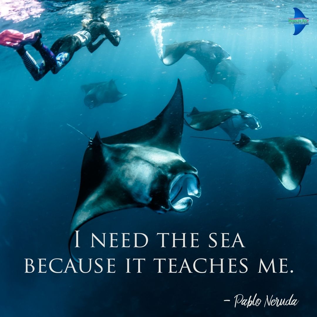 20 Quotes about Saving the Oceans - Manta Ray Advocates Hawaii