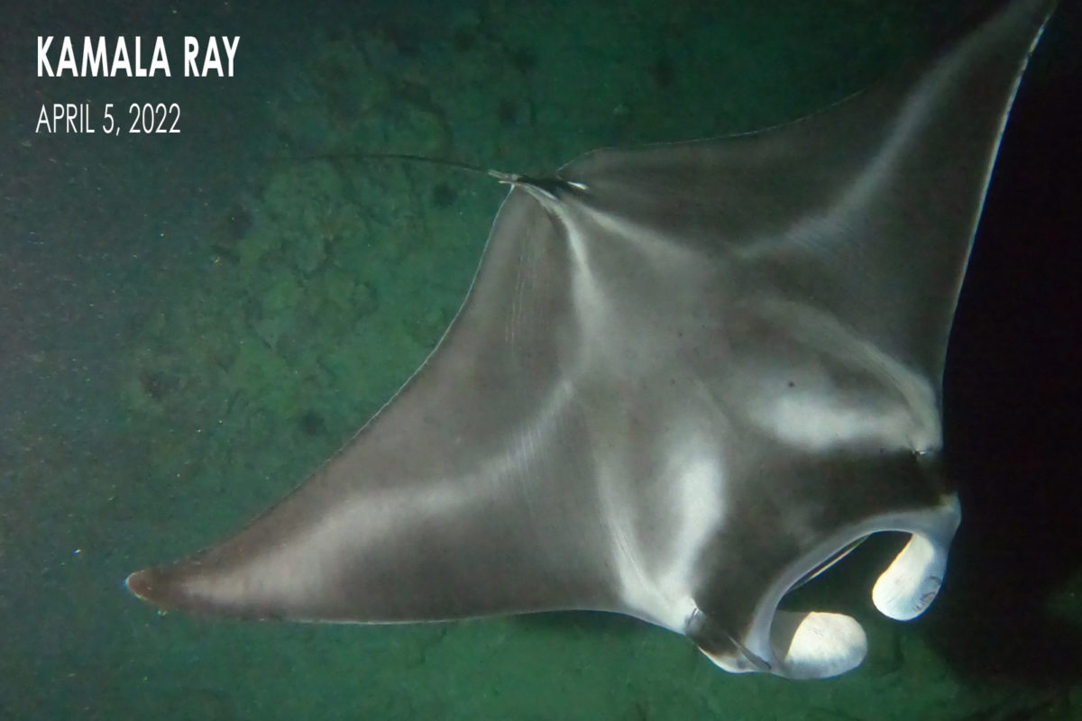 The Development of a Baby Manta Ray - Manta Ray Advocates Hawaii