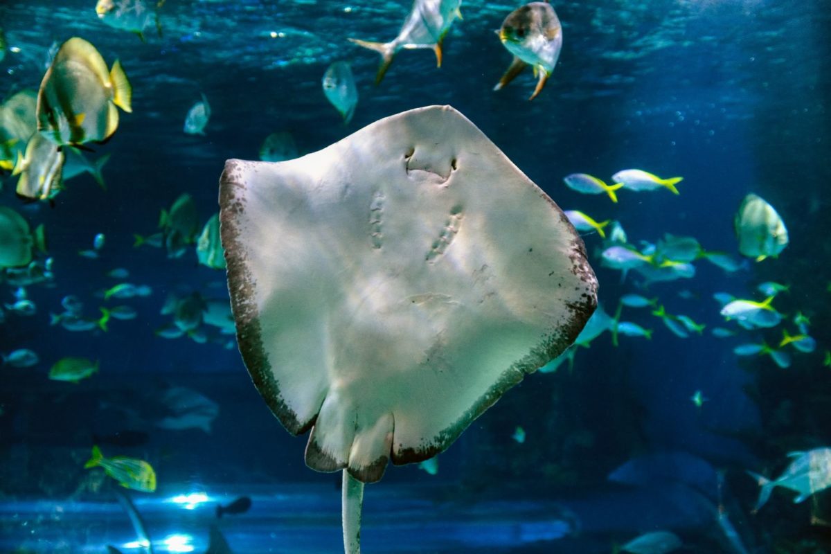 Do Manta Rays Smile? And What's the Deal with Giggling Sting Rays ...