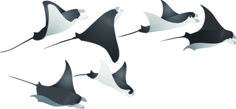Movement Patterns of Reef Manta Rays - Manta Ray Advocates Hawaii