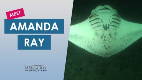 Amanda Ray - Manta Ray Advocates Hawaii