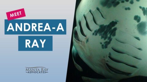 Andrea-a Ray - Manta Ray Advocates Hawaii