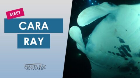 Cara Ray - Manta Ray Advocates Hawaii