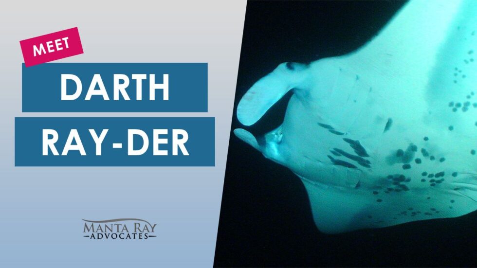 Darth Ray-der - Manta Ray Advocates Hawaii