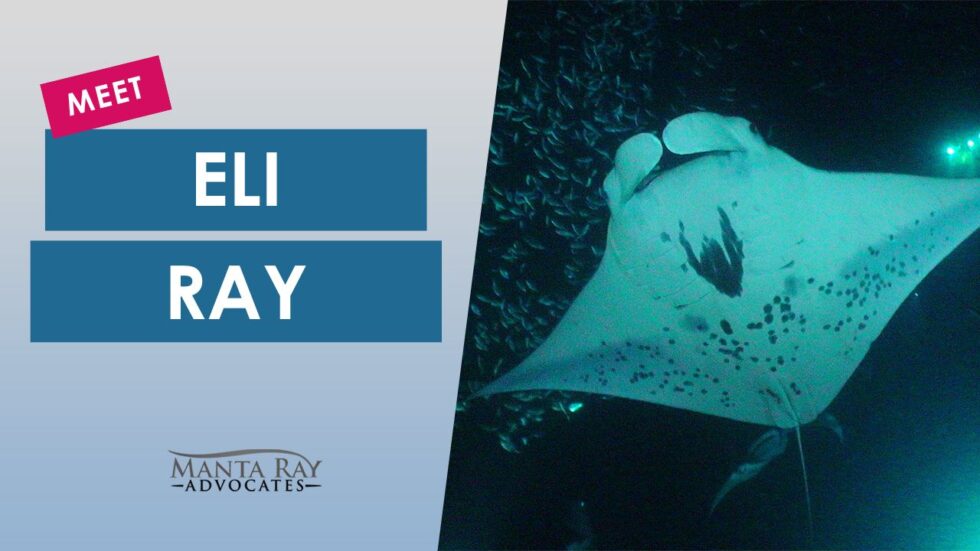 Eli Ray - Manta Ray Advocates Hawaii